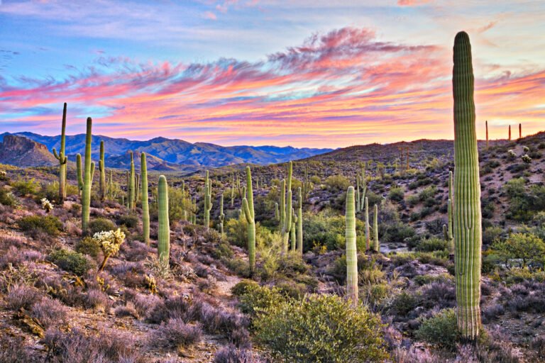 Where Is Arizona? Location, Borders, and Key Facts